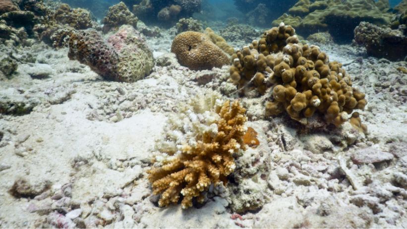 Acidificazione oceani: superata la soglia di sicurezza, la salute ...