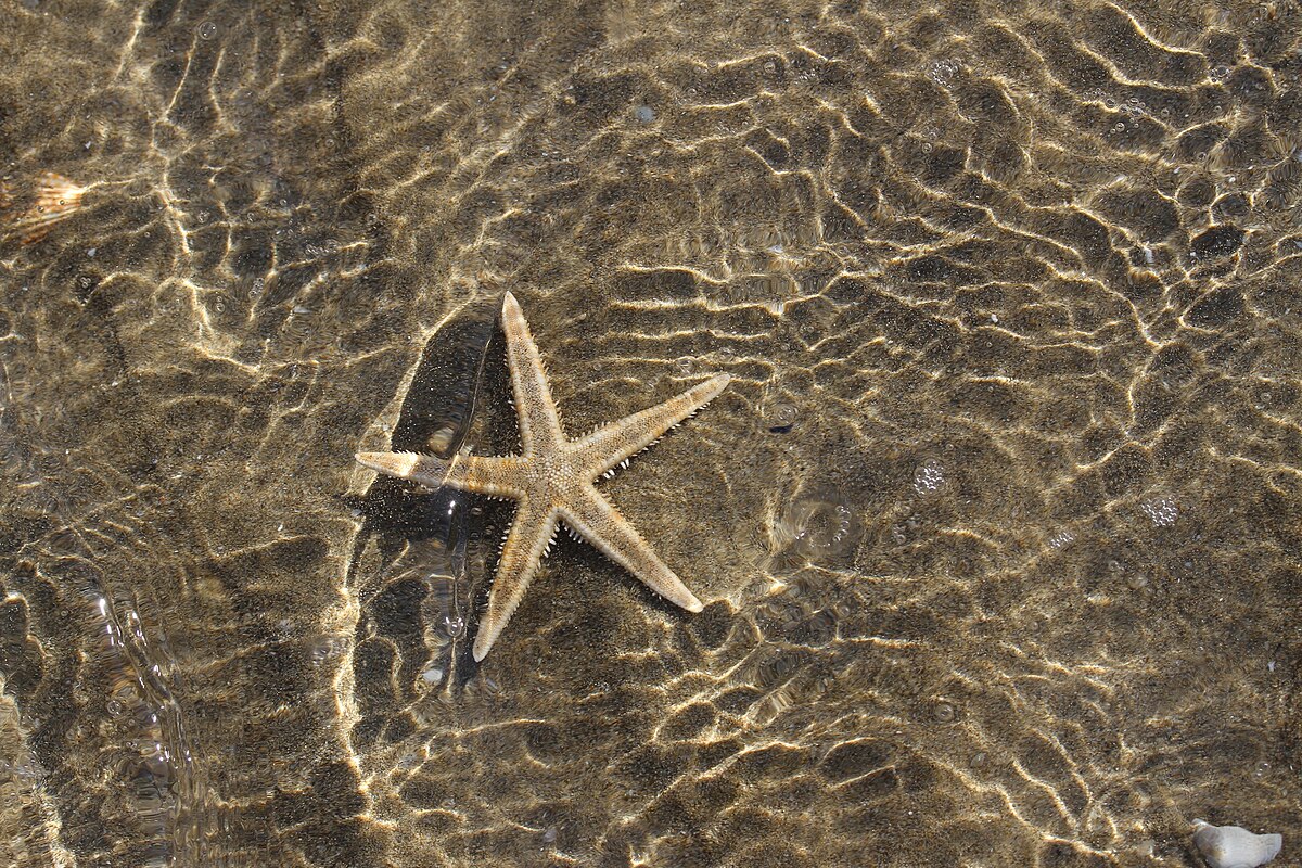 Migliaia di stelle marine spiaggiate in Scozia: fenomeno raro e ...